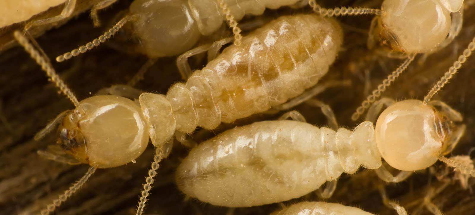 Termite Control – Bartholomew County Exterminating