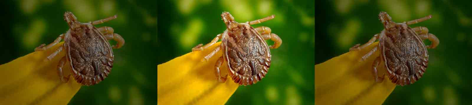The Risk of Ticks – Bartholomew County Exterminating